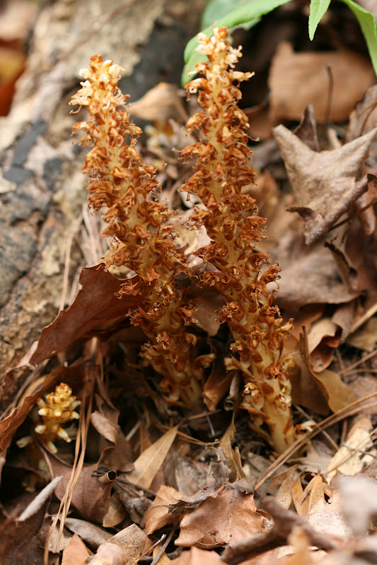 Native Florida Wildflowers: American Squawroot - Conopholis americana