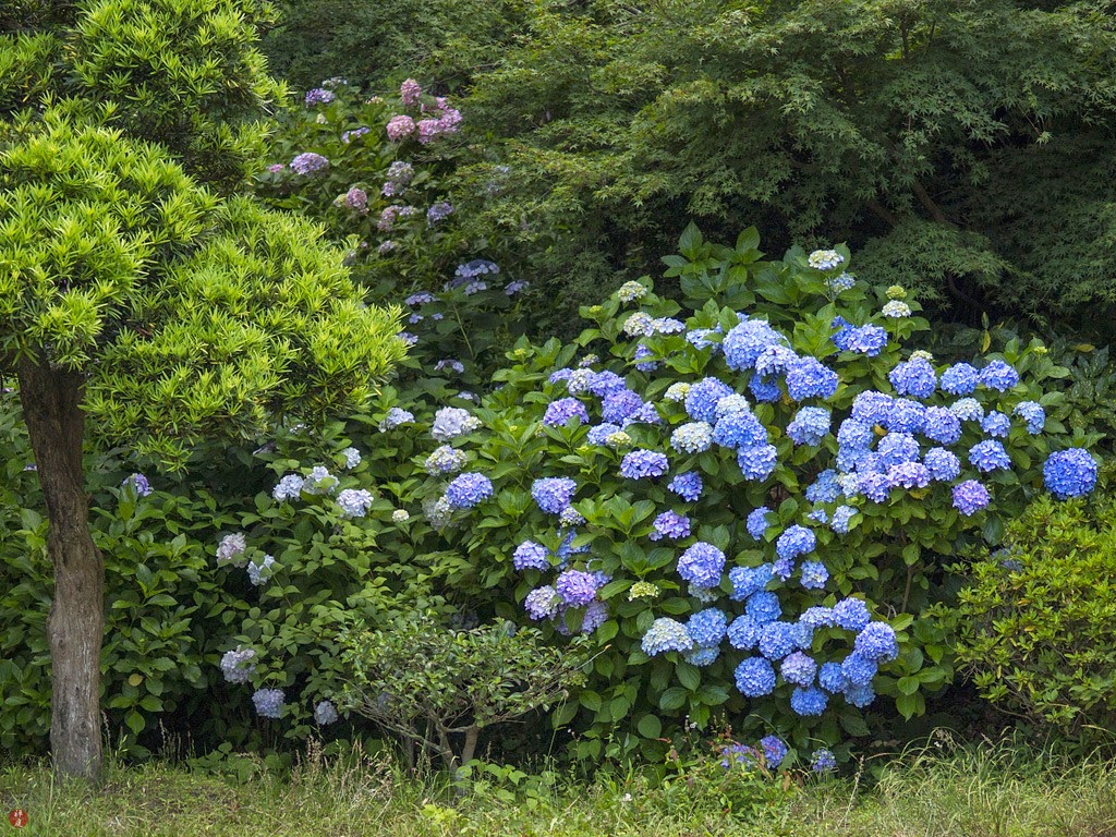 hydrangea2 - Hydrangea