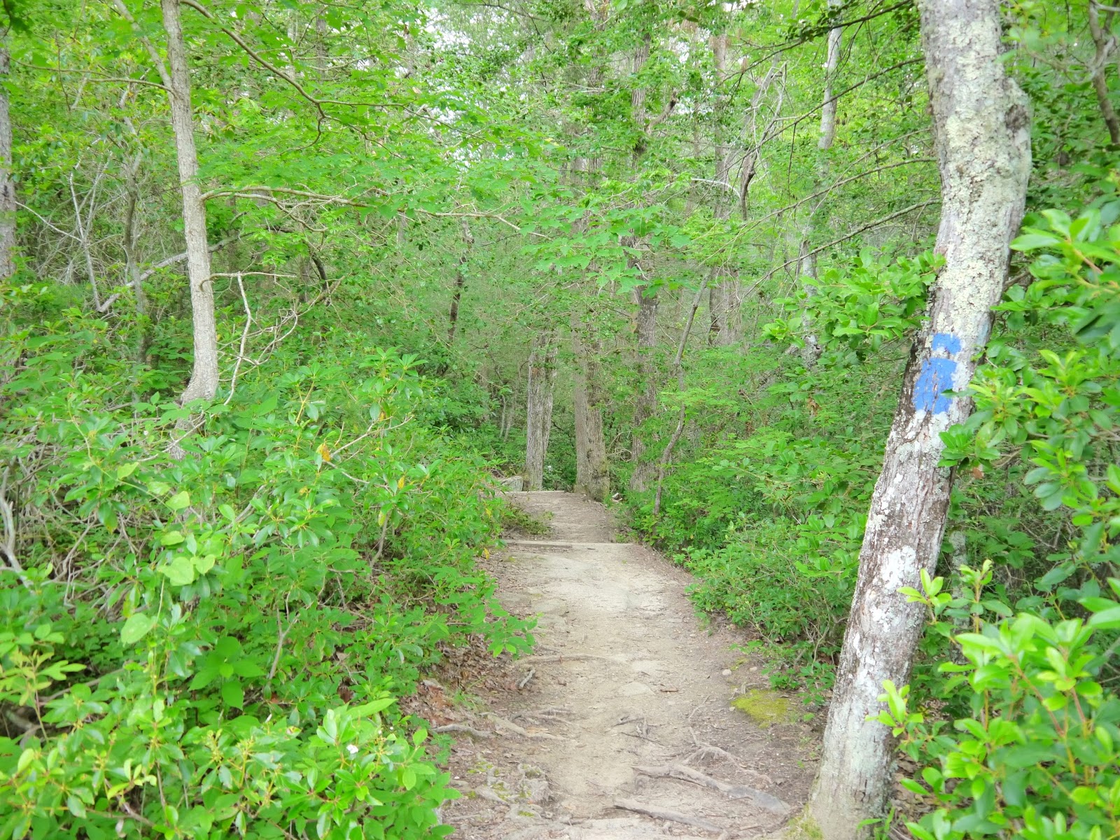 American Travel Journal: Benton Falls - Cherokee National Forest