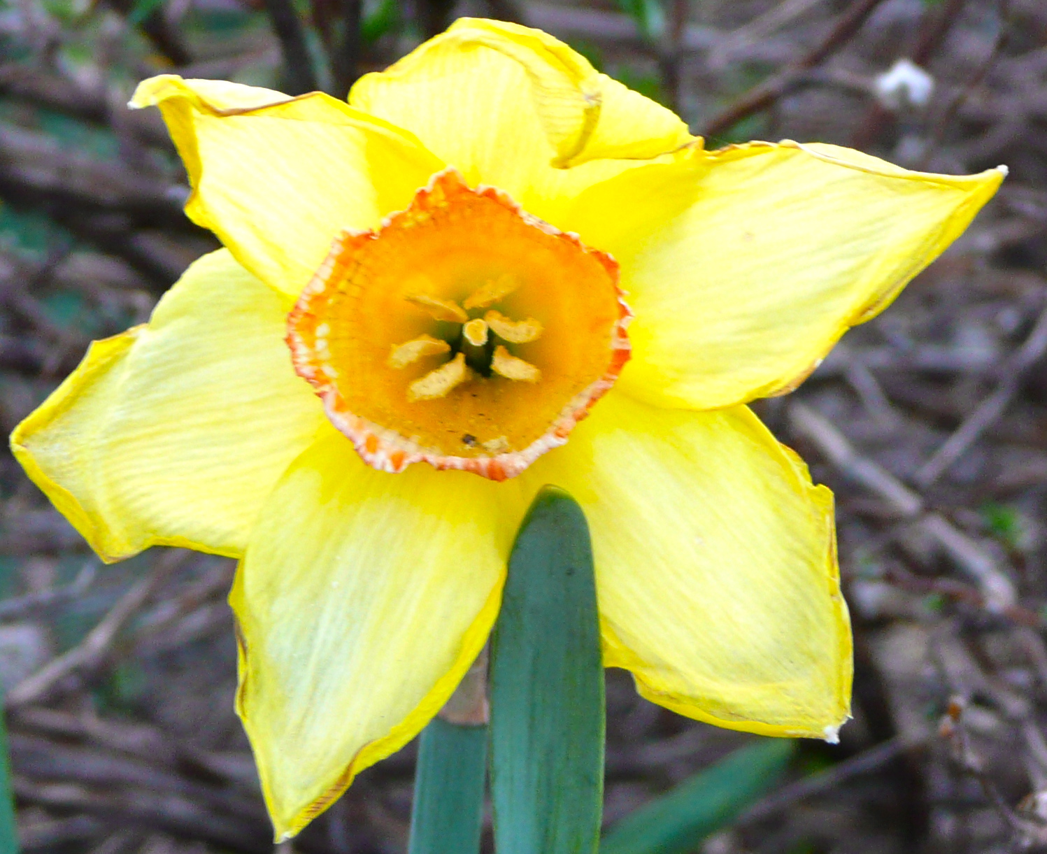 The Beautiful Project: Macrophotography of Spring Flowers, Calgary