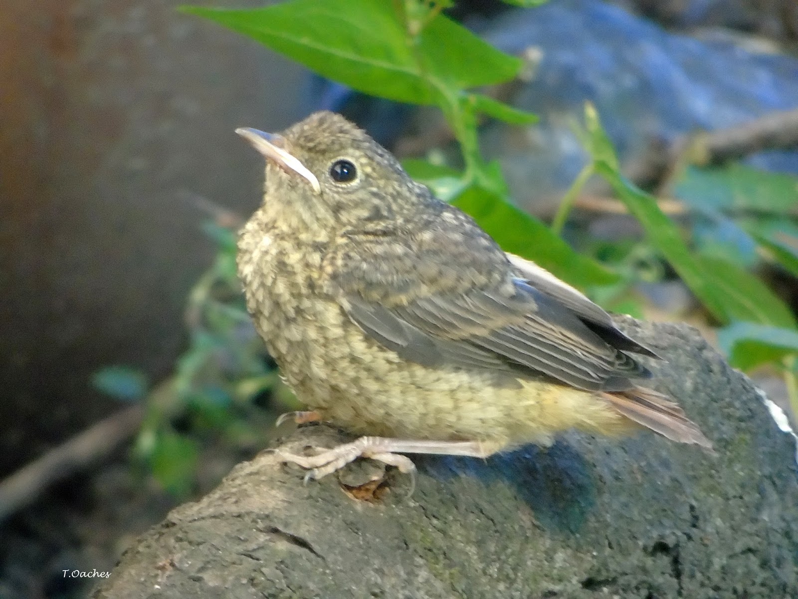 PASARI DIN ROMANIA: CODROS DE PADURE (2), Phoenicurus phoenicurus