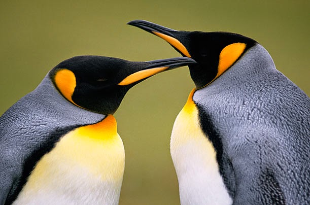 Ilmastorealismia: Pingviinijuttu lämpenevältä Etelämantereelta