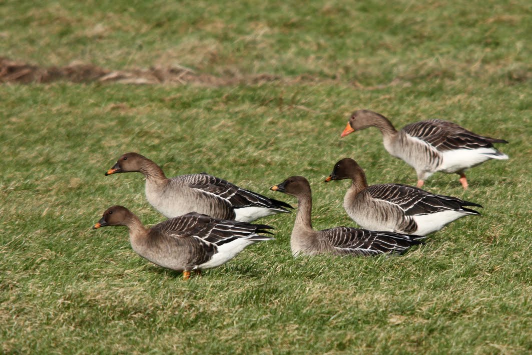 VLIEGBEELD: Vogelen in de winterpolder