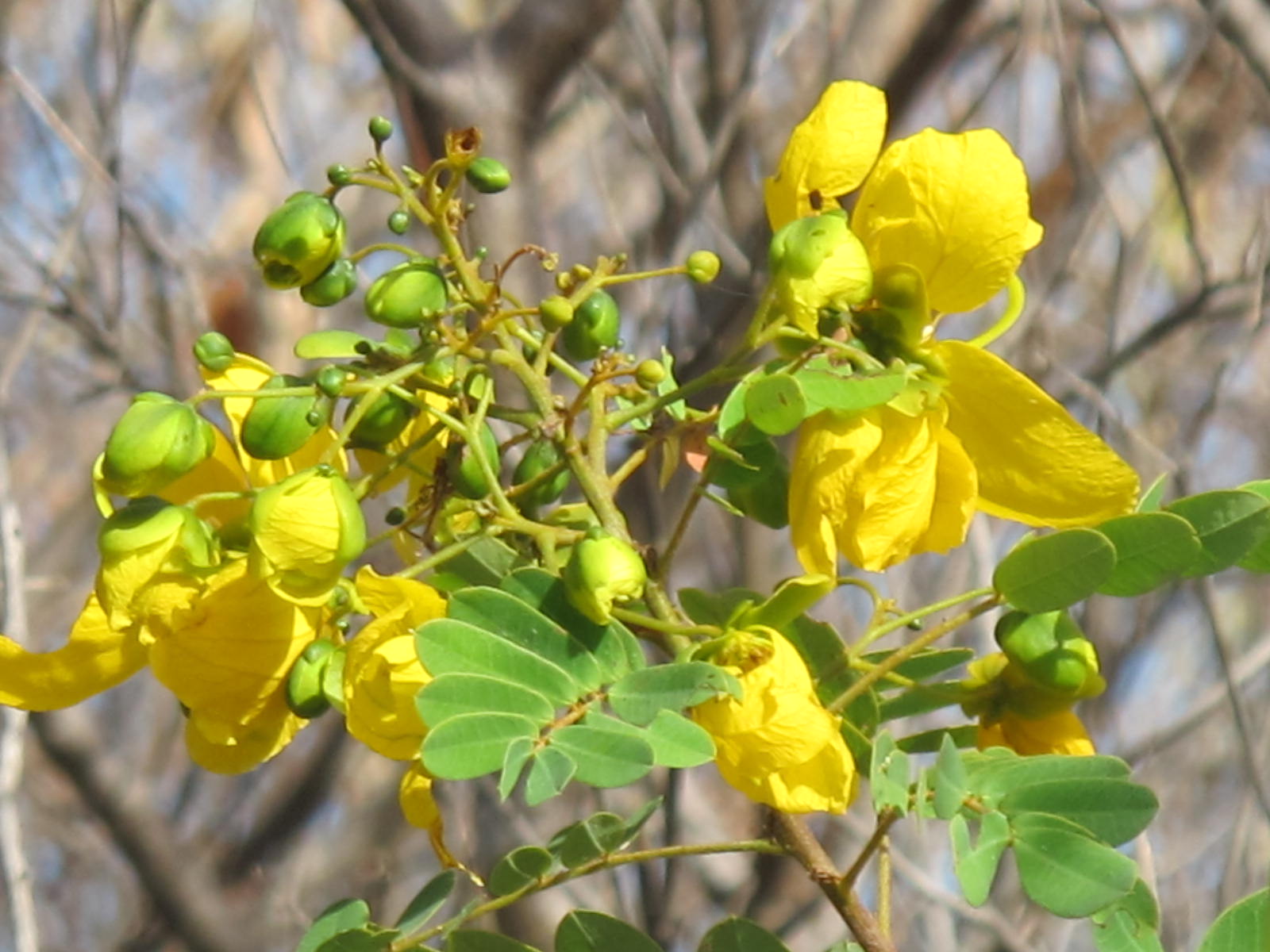 Fabaceae - Leguminosae no Brasil: Fabaceae - Senna trachypus (Mart. ex ...
