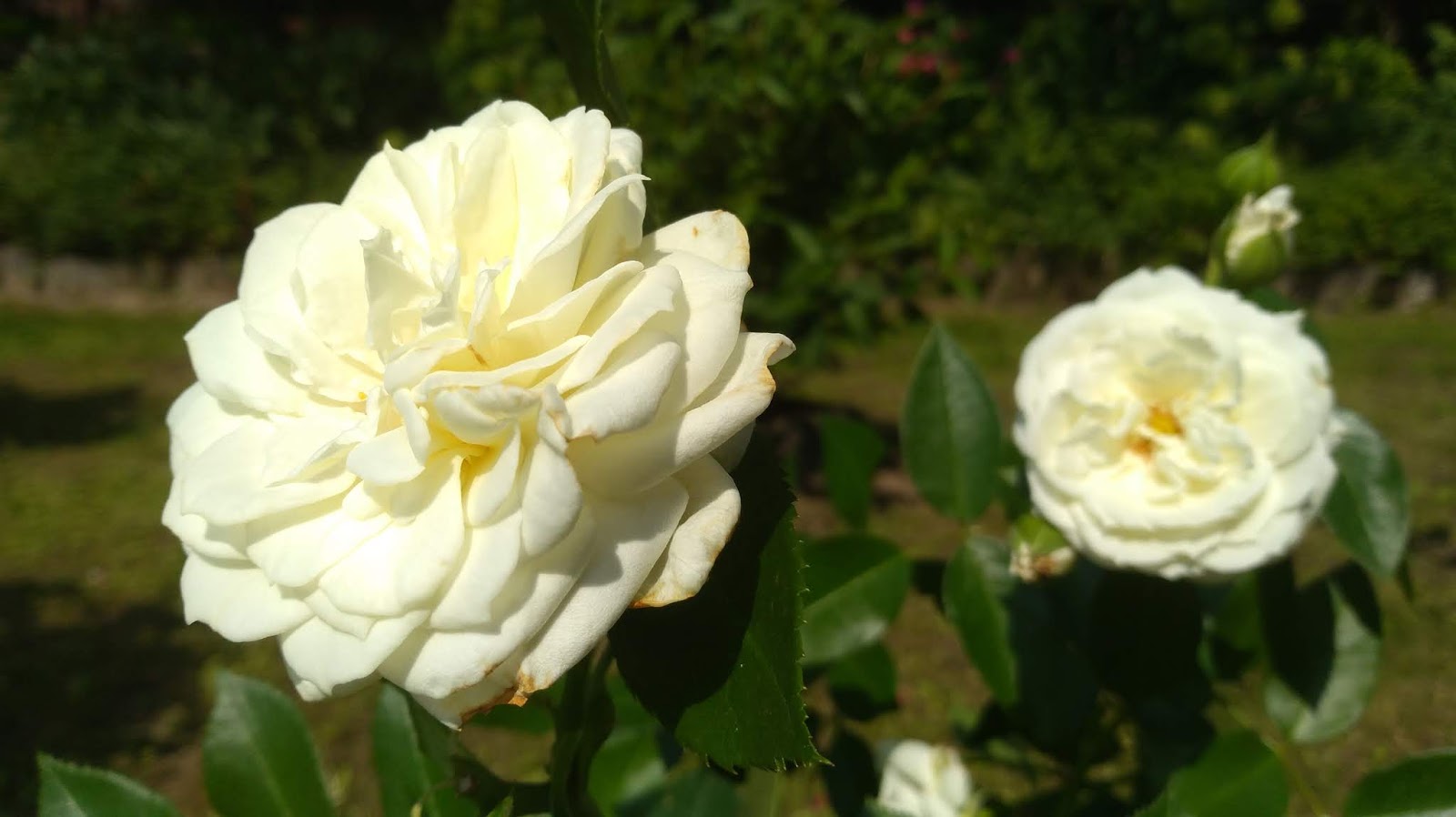 Ranczo Elma: Róża (Rosa) Alabaster