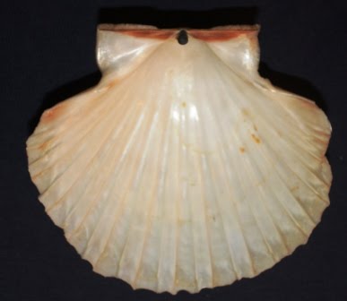 colectia de scoici: Colectia de SCOICI MARINE