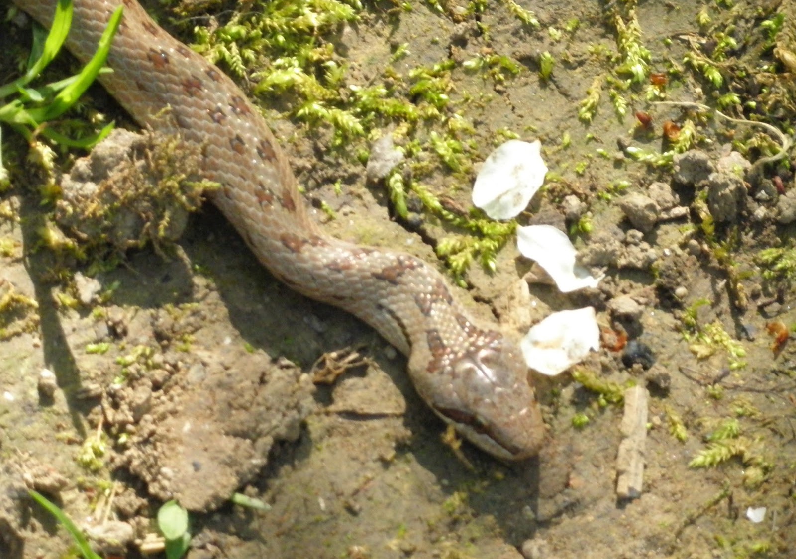 Lantanin blog : travnja 2016