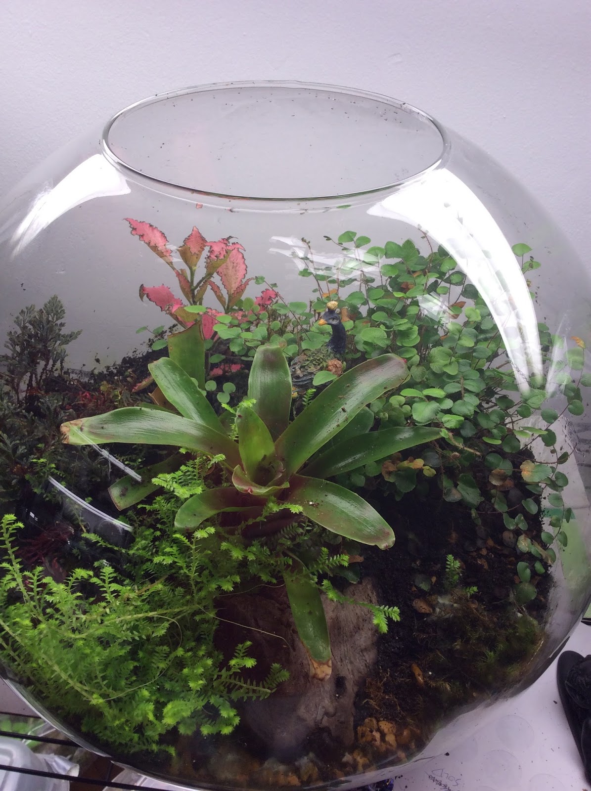 PLANET KRIYA: Apa Itu Terrarium?