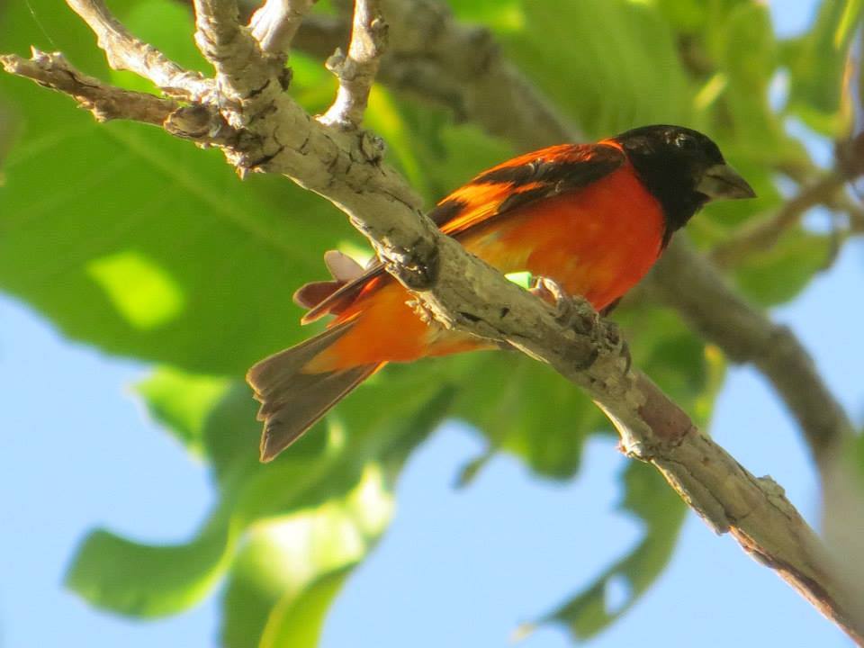 Pintassilgo, Tarin américain, Amerikaanse sijzen, Amerikanische zeisige ...