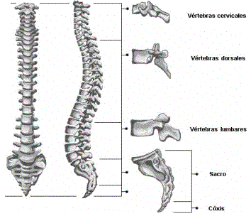 Dolor lumbar en Enfermería: LA COLUMNA LUMBAR