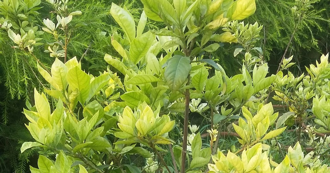 GreenWorld Nursery Farm Pattoki : GARDINIA