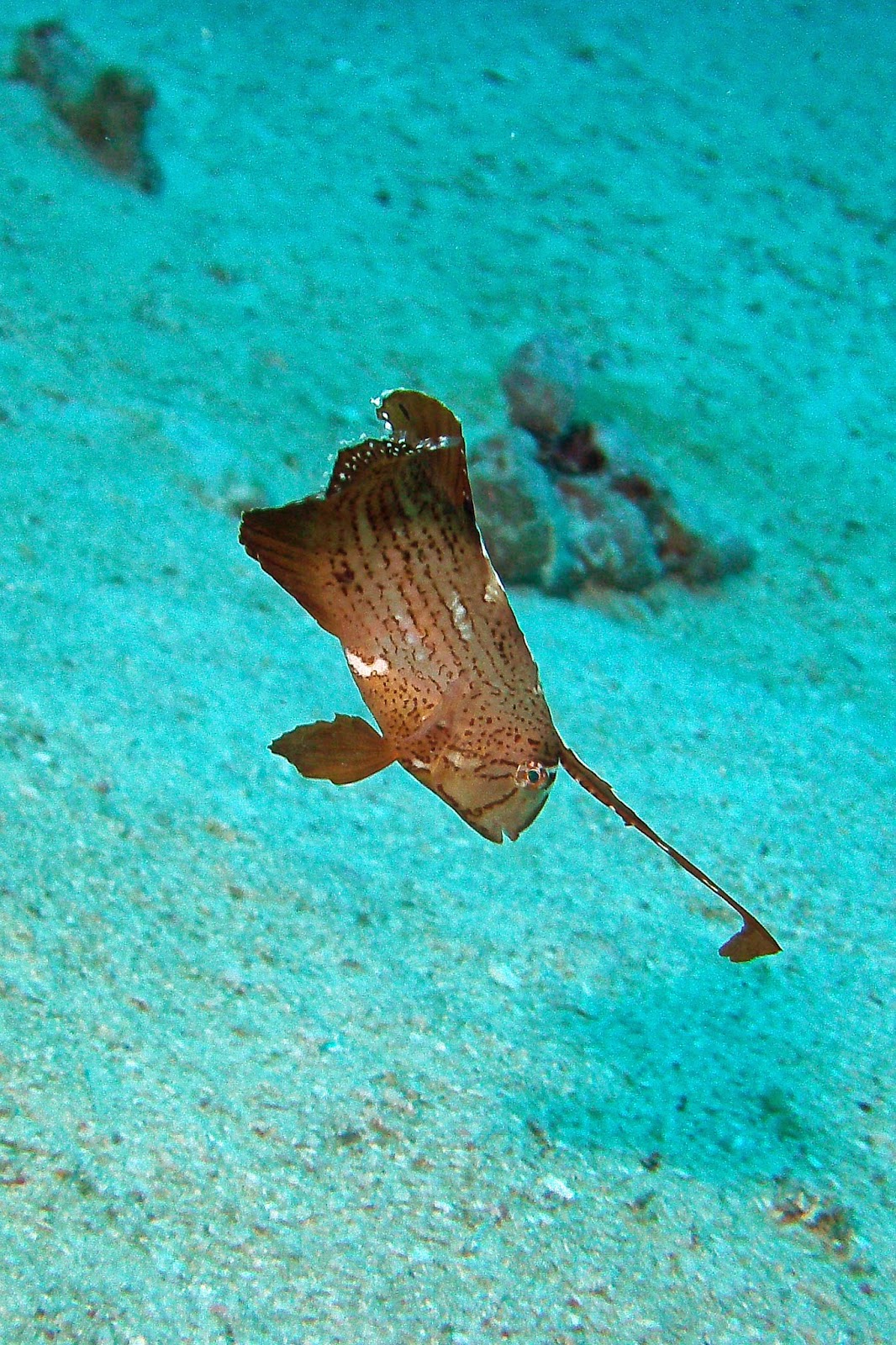 Diving the Kona Coast: Juvenile Peacock Razor Wrasse