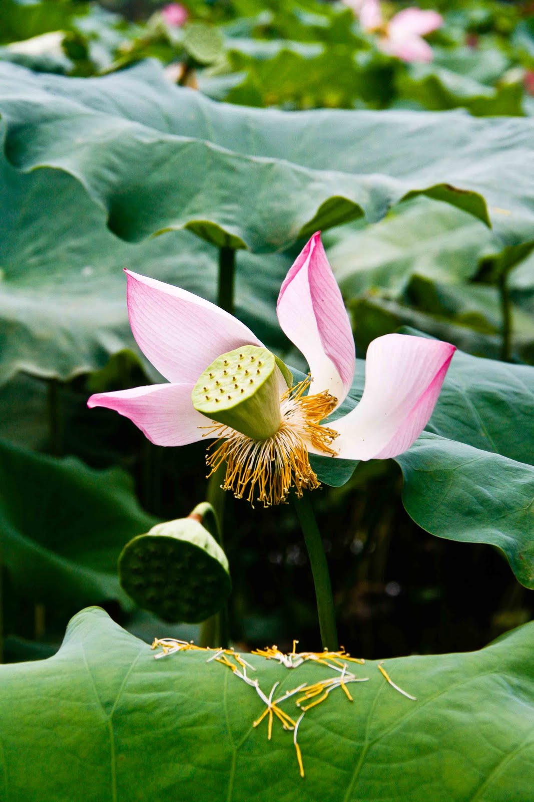 Life on Nanchang Lu: A Forest of Lotus Blossoms