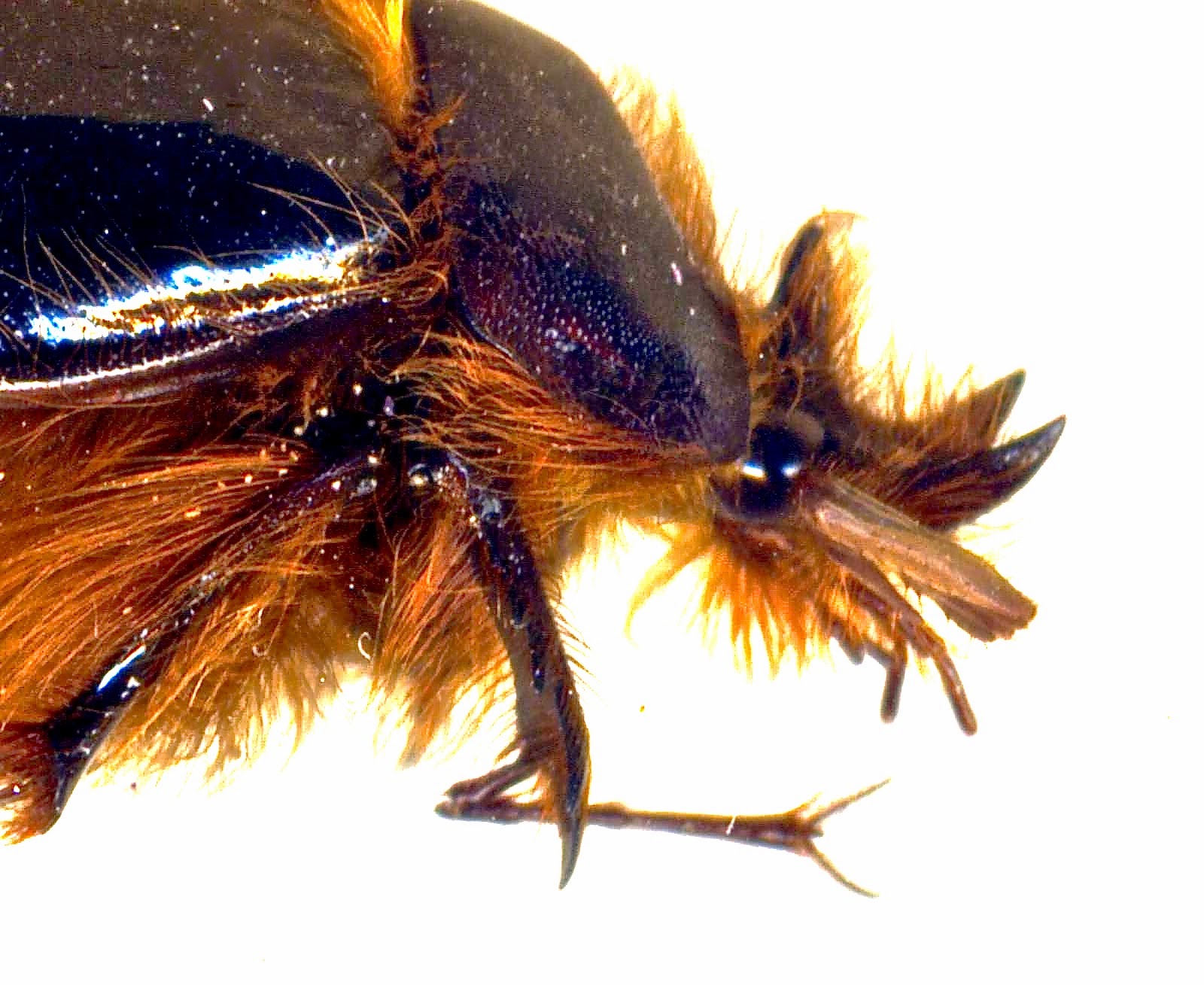 虫頭: フユセンチコガネ（Pleocoma badia hirsuta）Rain Beetle