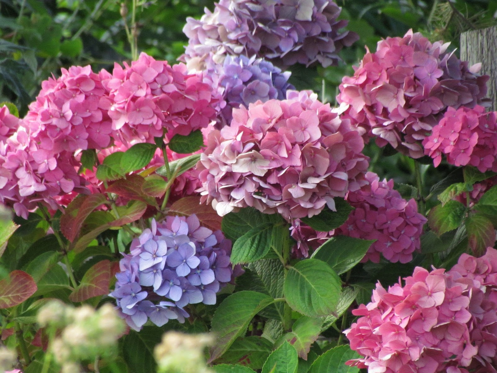 Scene Through My Eyes: Mosaic Monday - Hydrangeas
