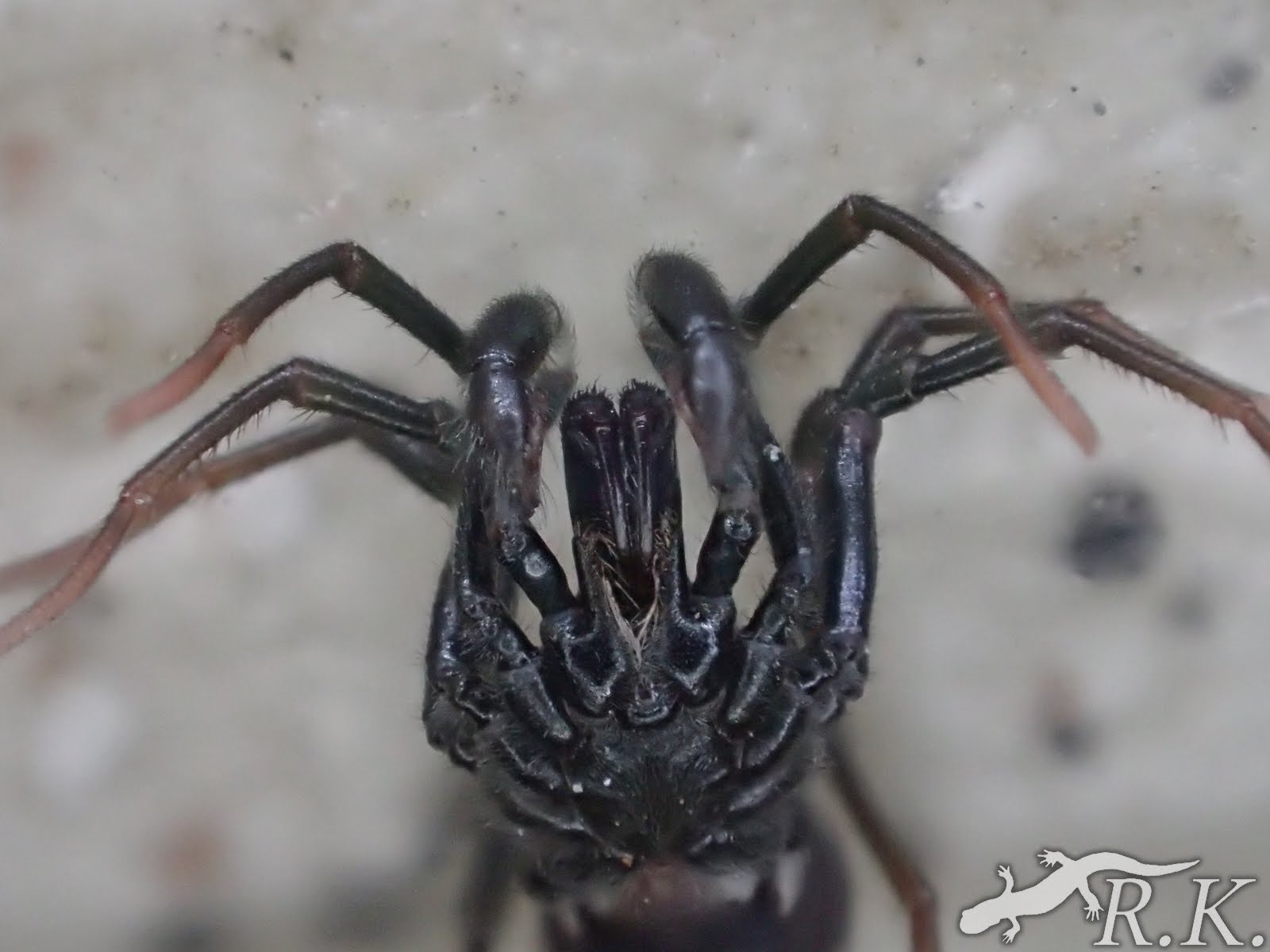 小さな隣人たちの世界: ワスレナグモ Calommata signata Karsch, 1879