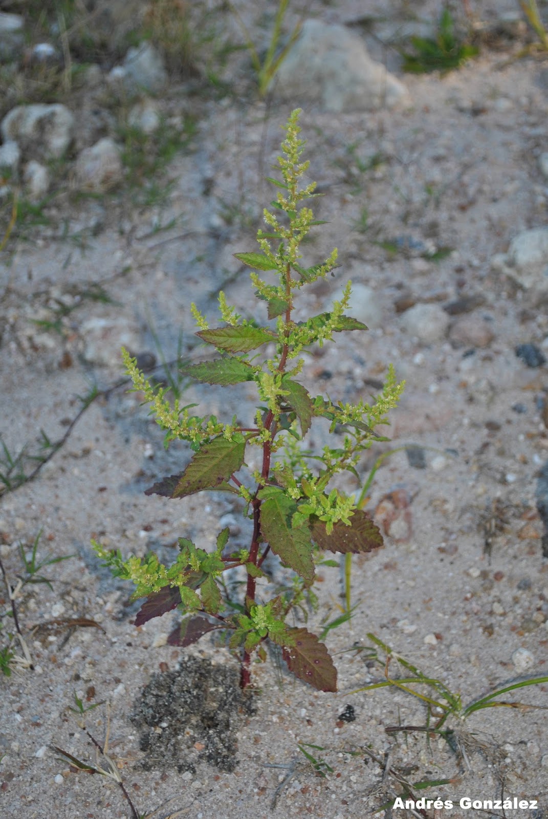 FOTOS DE FLORA NATIVA Y ADVENTICIAS DE URUGUAY : Dysphania ambrosioides ...