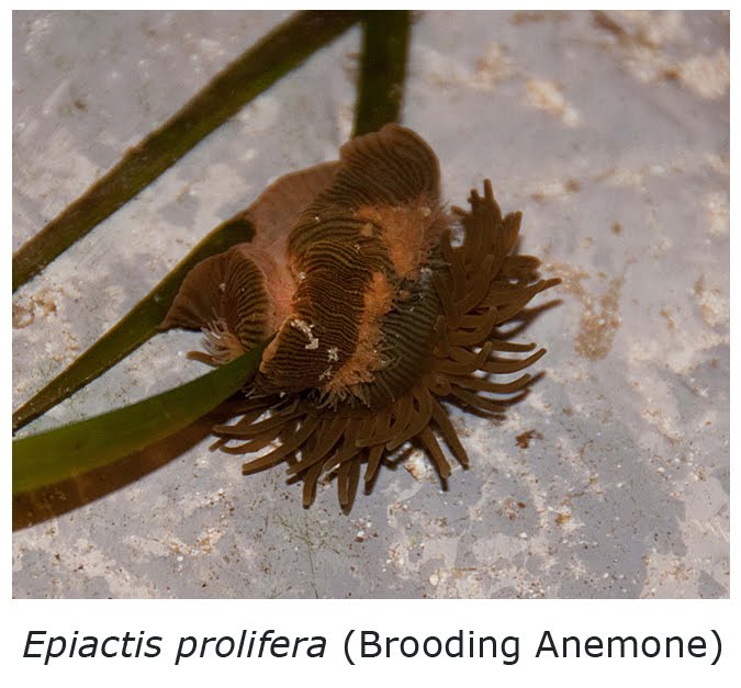 Pacific Science Center Life Sciences: Our Latest Tide Pool Collecting Trip
