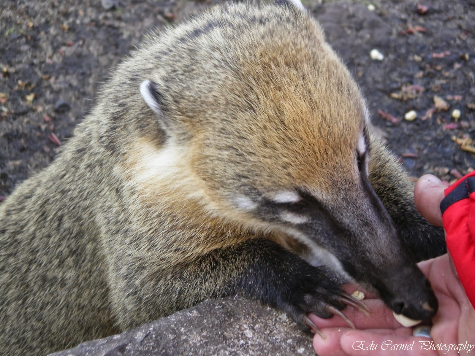 Zooms Gallery: Quati