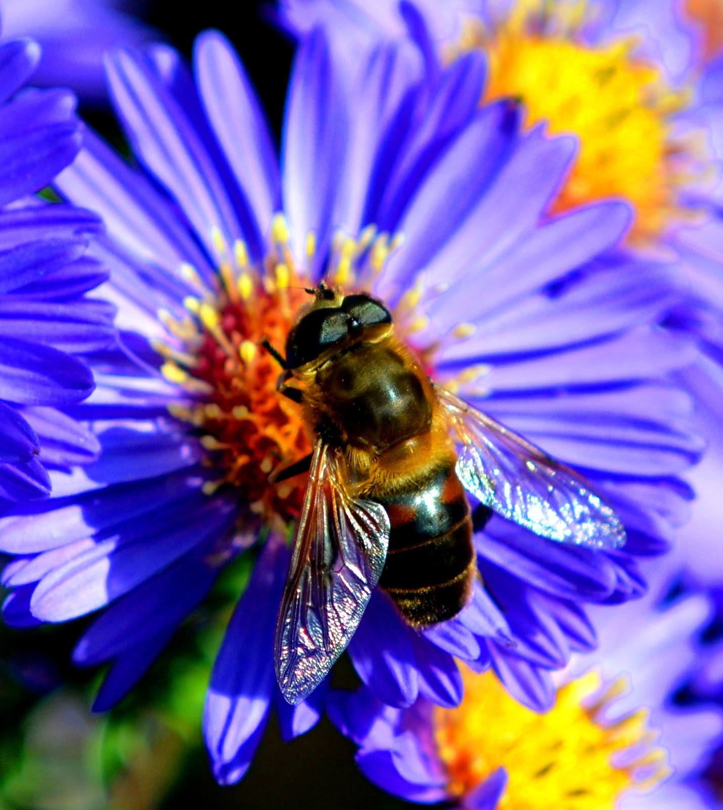 ps-pictureshop: Insekten, insects, insekte, insektet, intsektuak, Насекоми,