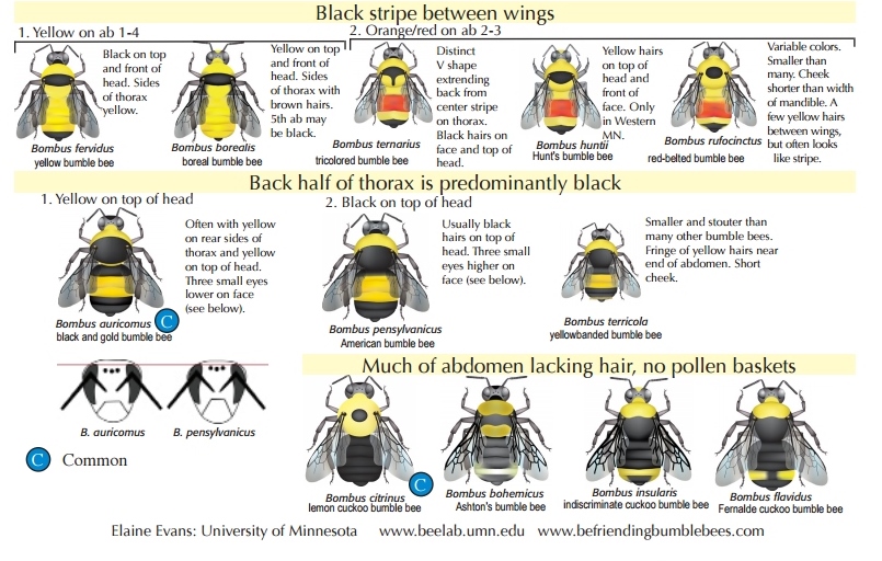 Bumble Bee ID Links - Pictorial Key to the Bumblebees of Minnesota