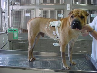 CARDIOLOGIA VETERINÁRIA / CLINICA MÉDICA PEQUENOS ANIMAIS: Exame Holter ...