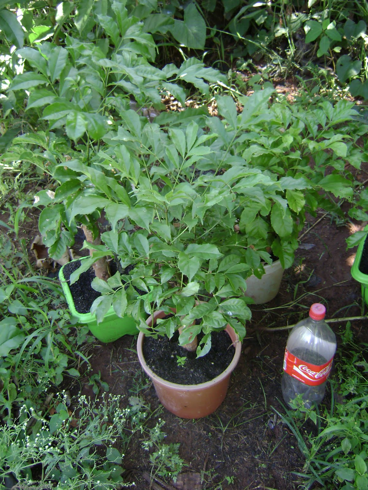 Folha de Orixá - Ewé Orisa: mudas de akoko