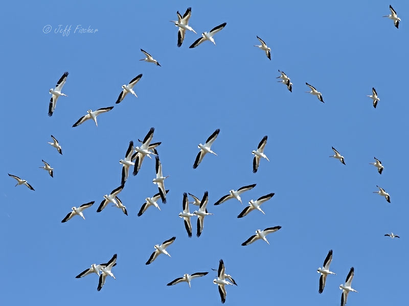 Ecobirder: White Pelicans in Flight