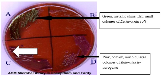 Confirmed Test for Coliform Bacteria | Learn Microbiology