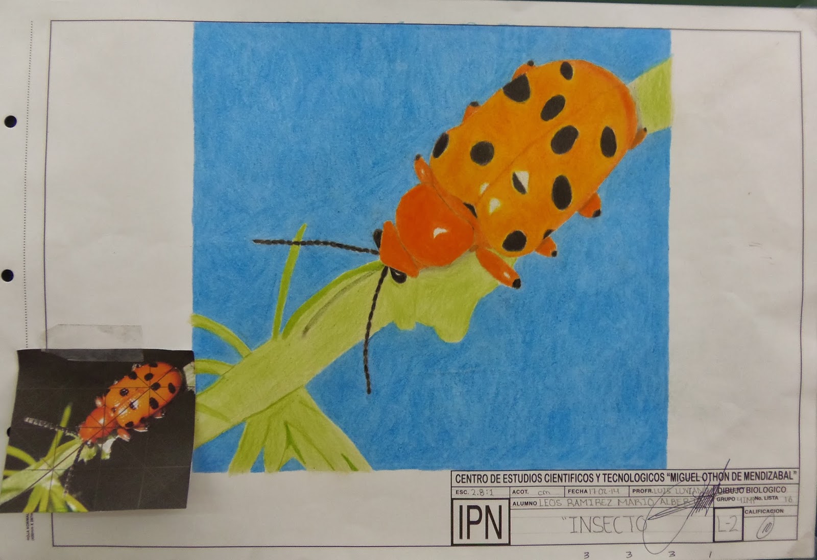 Dibujo Biológico: LÁMINA 4, REPRESENTACIÓN DE UN INSECTO