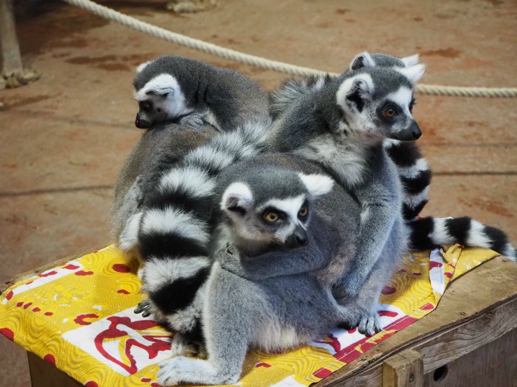 Tierpark Hagenbeck - Hamburg Zoo And Tropical Aquarium Review - The ...