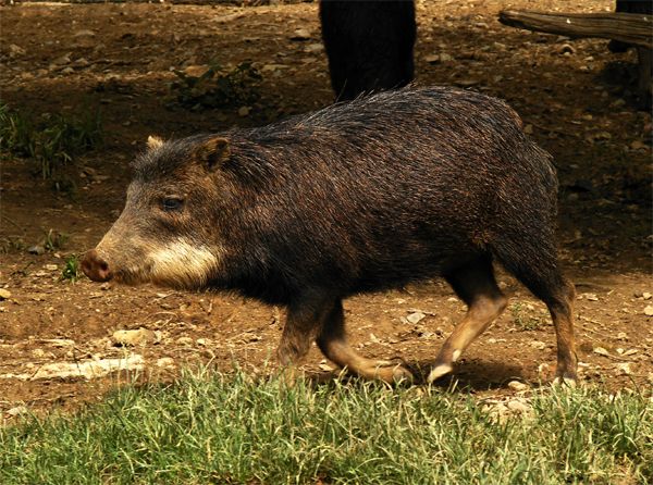 PLAAN : Huangana - Tayassu pecari