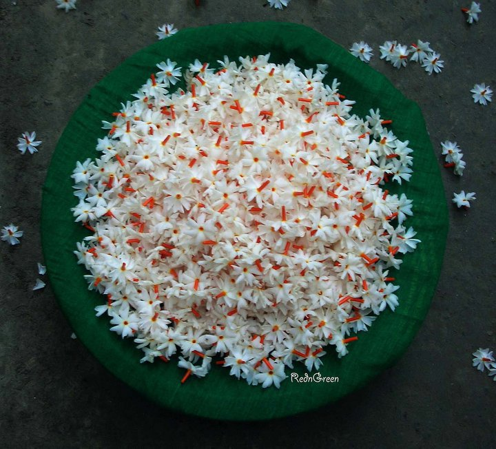 We love Our Bangladesh: Night jasmine or coral jasmine(shiuli/shefali ...