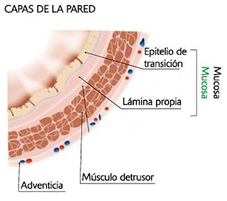 Understand to learn: Resumen 1 SISTEMA RENAL Y URINARIO