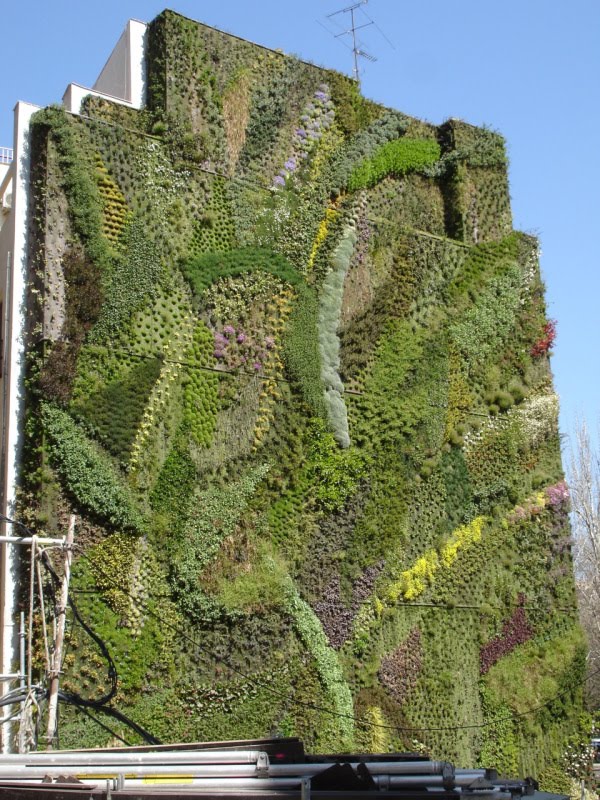 Designs Of Home Designs: How to Creating a "Green Wall" Simple