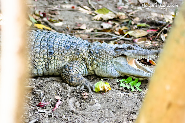 Elal Lasola Travel & Photography: Subic | Zoobic Safari