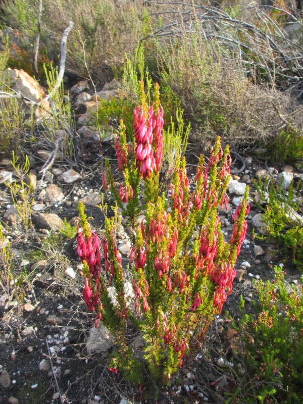 Sunday Flower Walks through the Fynbos in the beautiful Elgin Valley ...