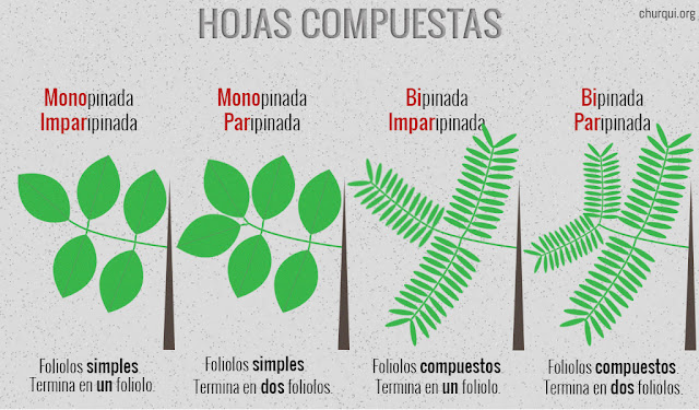 PLANT FAMILIES OF PUERTO RICO AND FLORIDA PAPO VIVES: HOJA