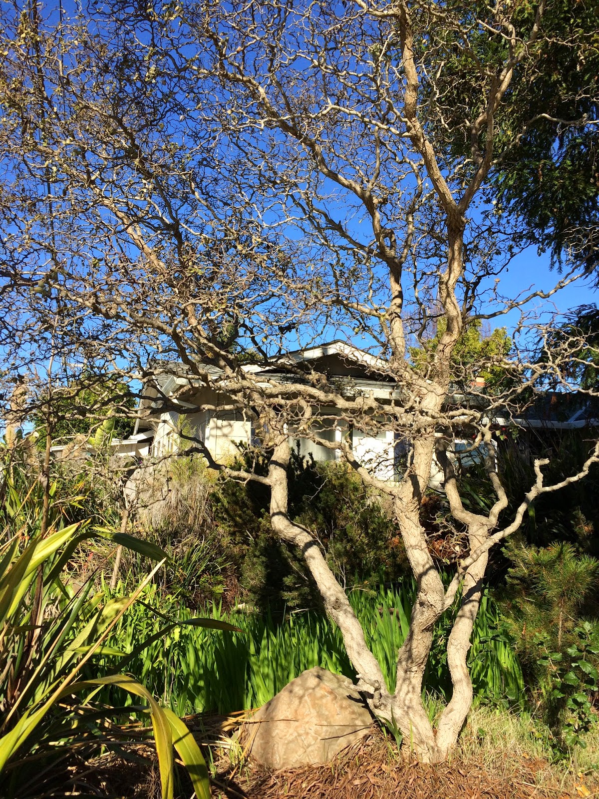 Trees of Santa Cruz County: Robinia pseudoacacia 'Tortuosa' - Contorted ...