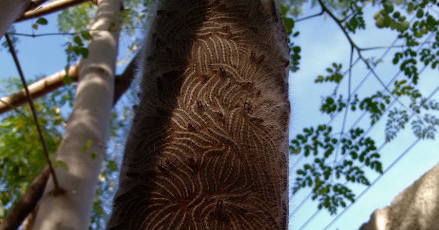 Life at Hyderabad: insect colony