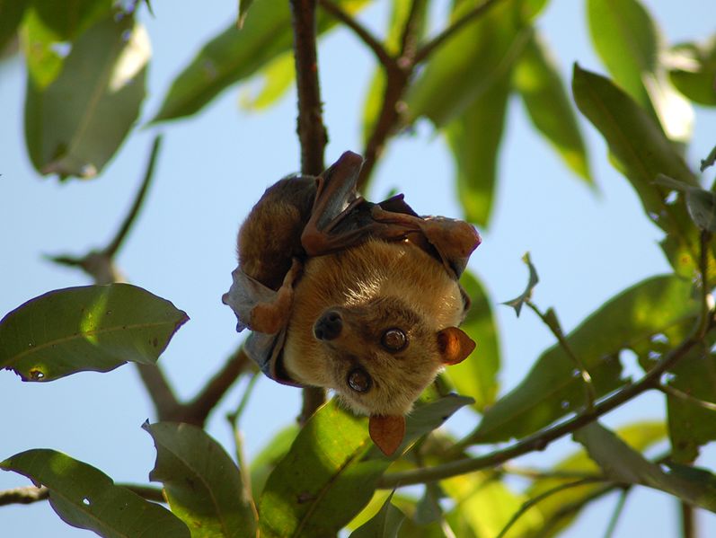 My Temple of Nature: Fantastic Flying Foxes