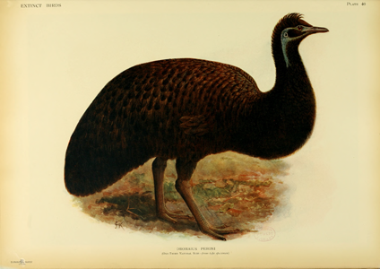 extinct birds |Zoo Animals