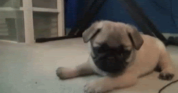 AKI GIFS: Gif cachorrinho tentando pegar a câmera