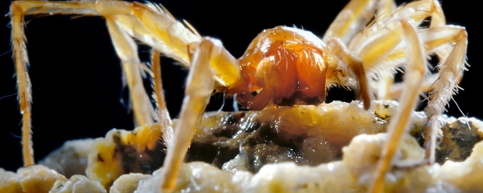 Rosa Rubicondior: Evolution News - Newly-Discovered Centipede is Top ...