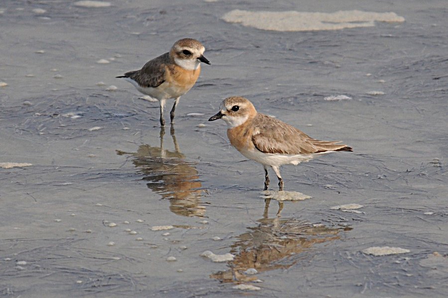 Birds of Saudi Arabia: Lesser Sand Plovers arriving - Dammam / Al ...