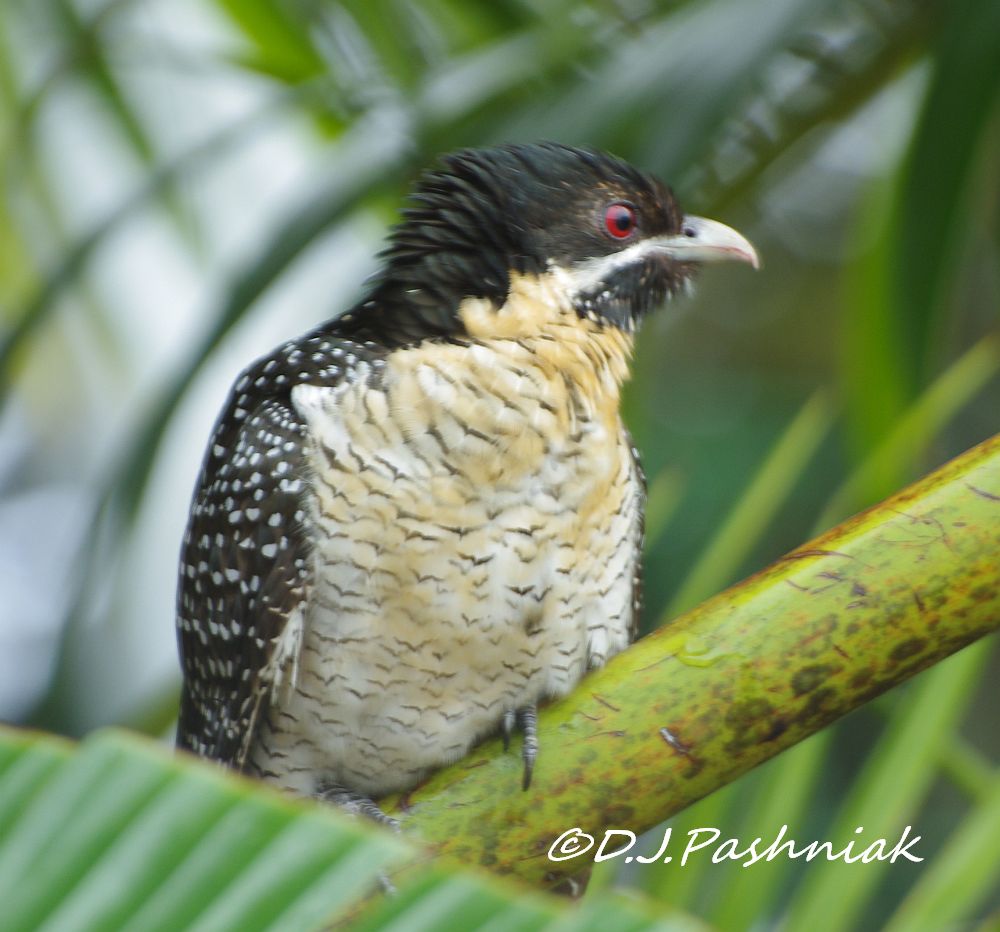 Sandy Straits and Beyond: Common Koel