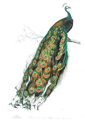 Peacocks: Peacock Taxonomy & Evolutionary Background