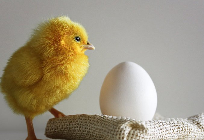 Cine a fost primul, oul sau găina? ~ Curiozităţii din întreaga lume