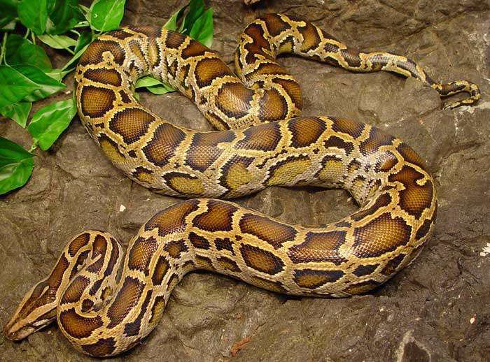 Animales en el Planeta: La pitón de la India (Python molurus)