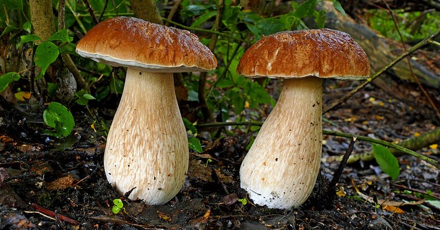 Jessica Cross ASMR: May Energies